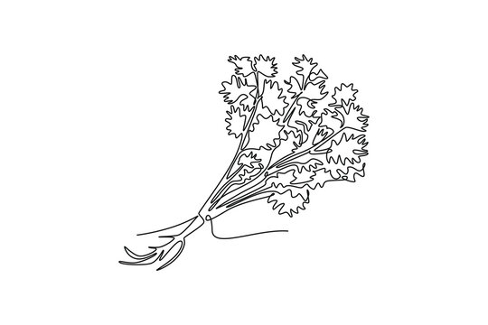 Cilantro Vector Images – Browse 6,543 Stock Photos, Vectors, and Video ...