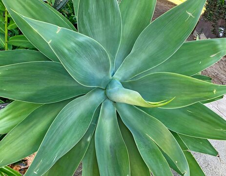 "Agave Attenuata" Images – Browse 1,076 Stock Photos, Vectors, and ...