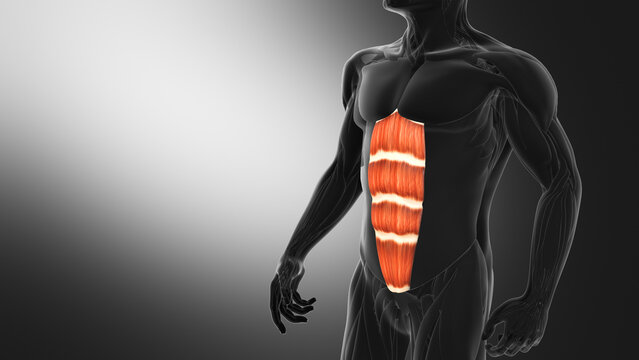 "Abdominal Muscles" Images – Browse 16,458 Stock Photos, Vectors, and ...