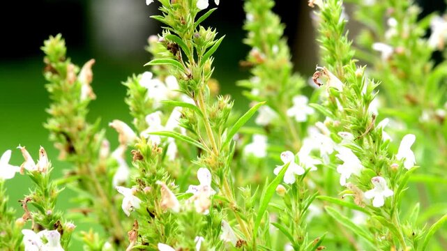 "Summer Savory" Images – Browse 674 Stock Photos, Vectors, and Video ...