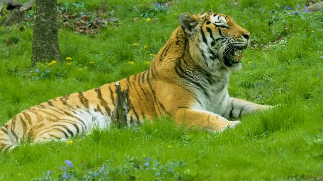 "Mainland Asian Tiger" Images – Browse 43,275 Stock Photos, Vectors ...