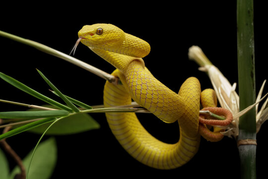 "Trimeresurus Insularis" Images – Browse 1,414 Stock Photos, Vectors ...