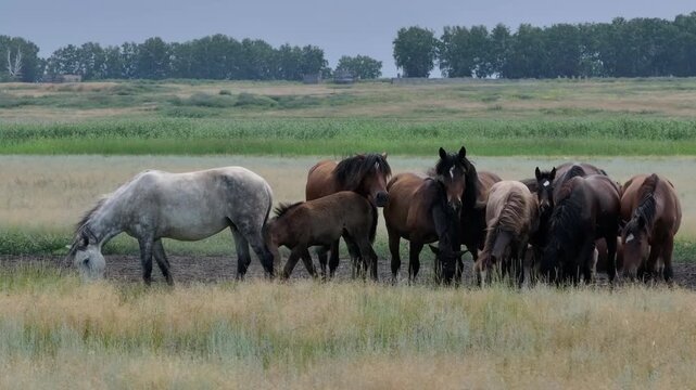 Horse-Breeding Images – Browse 16,993 Stock Photos, Vectors, and Video ...