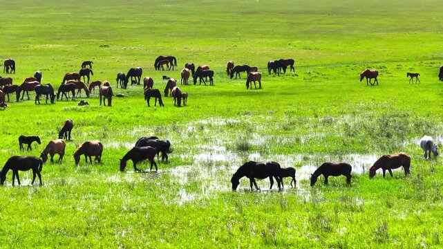 Horse-Breeding Images – Browse 17,420 Stock Photos, Vectors, and Video ...