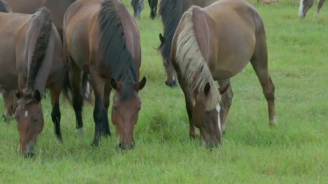 Horse-Breeding Images – Browse 16,993 Stock Photos, Vectors, and Video ...