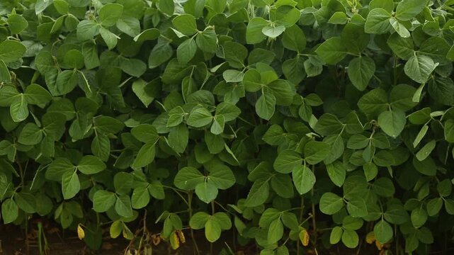 "Soybean Field" Images – Browse 3,018 Stock Photos, Vectors, and Video ...