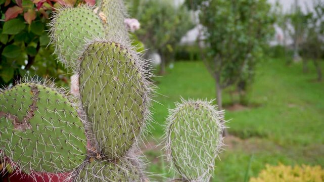 "Jerusalem Star" Images – Browse 683 Stock Photos, Vectors, and Video ...