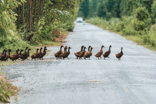 "Duck Crossing" Images – Browse 383 Stock Photos, Vectors, and Video ...