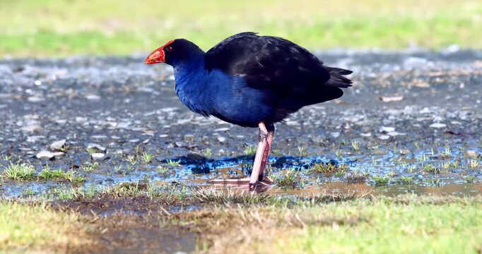 "Australasian Swamphen" Images – Browse 1,781 Stock Photos, Vectors ...