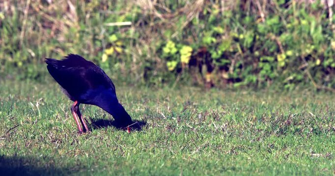 "Australasian Swamphen" Imagens – Procure 1,426 fotos, vetores e vídeos ...