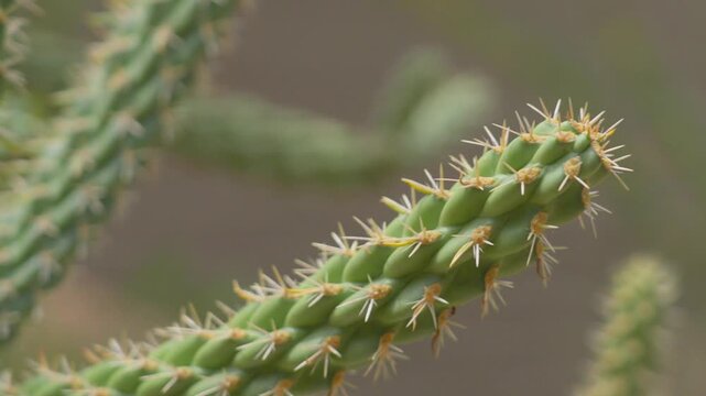 "Jumping Cactus" Images – Browse 2,091 Stock Photos, Vectors, and Video ...