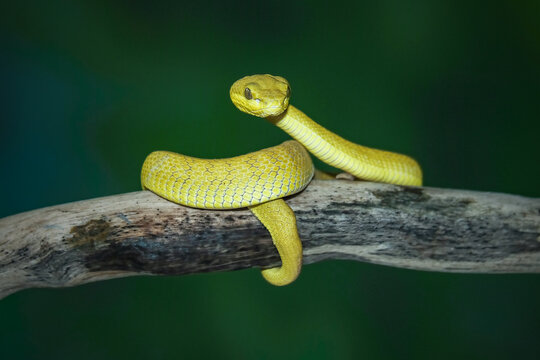 "Trimeresurus Insularis" Images – Browse 1,414 Stock Photos, Vectors ...