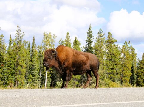 "Yukon Territory" Images – Browse 25,037 Stock Photos, Vectors, and ...