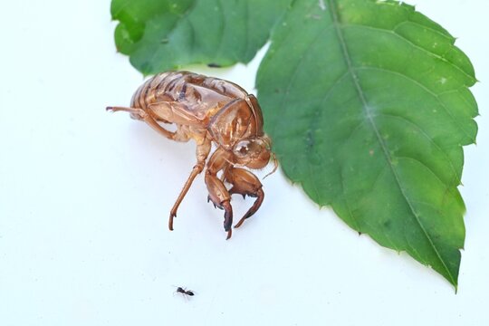 "Cicada Shell" Images – Browse 372 Stock Photos, Vectors, and Video ...