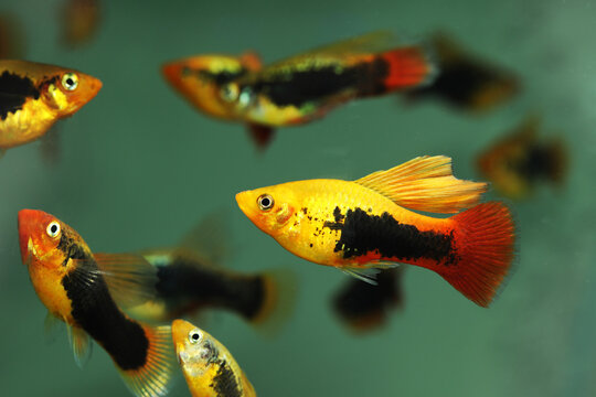"Freshwater Fish" Images – Browse 82,950 Stock Photos, Vectors, and ...