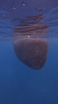 "Fish Hunting" - Images et vidéos libres de droits | Adobe Stock