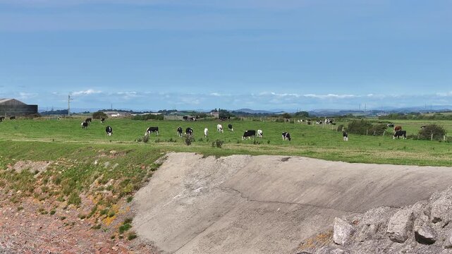 "Beef Cattle" Images – Browse 25,599 Stock Photos, Vectors, and Video ...