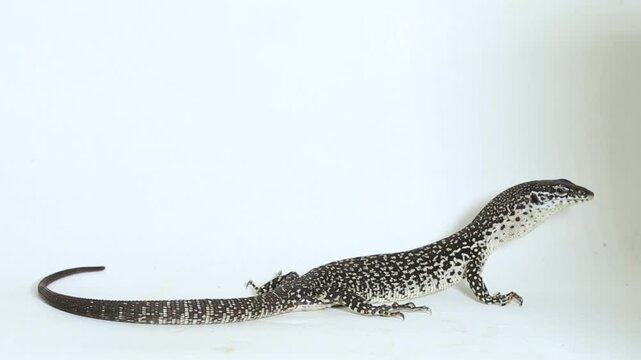 "Timor Tree Monitor" Images – Browse 105 Stock Photos, Vectors, and ...