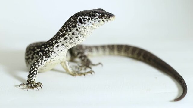 "Timor Tree Monitor" Images – Browse 105 Stock Photos, Vectors, and ...