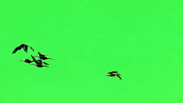 Green Screen Birds Images – Browse 17,090 Stock Photos, Vectors, and ...