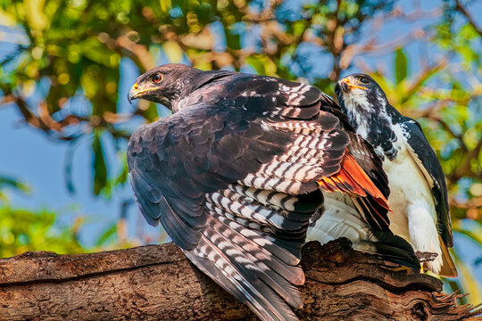 "Augur Buzzard" Images – Browse 242 Stock Photos, Vectors, and Video ...