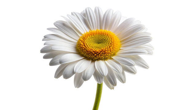 "Daisy Texture" Images – Browse 77 Stock Photos, Vectors, and Video ...