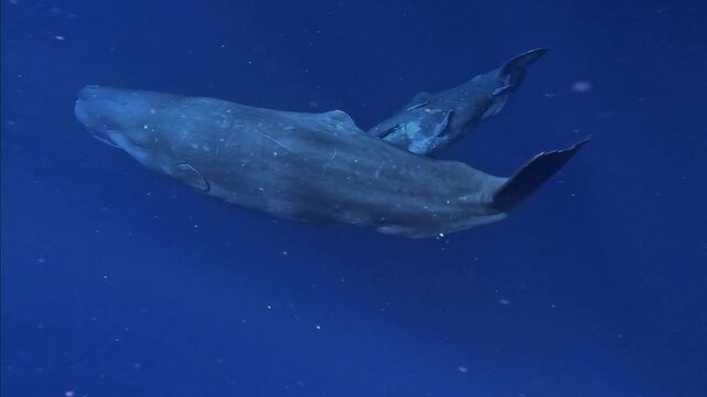 "Baby Whale" Images – Browse 699 Stock Photos, Vectors, and Video ...