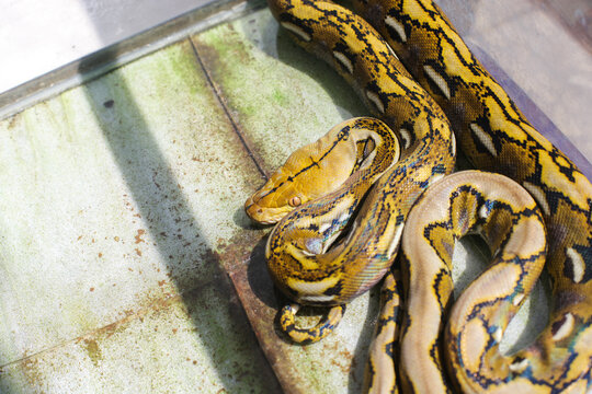 "Asiatic Reticulated Python" Images – Browse 2,333 Stock Photos ...