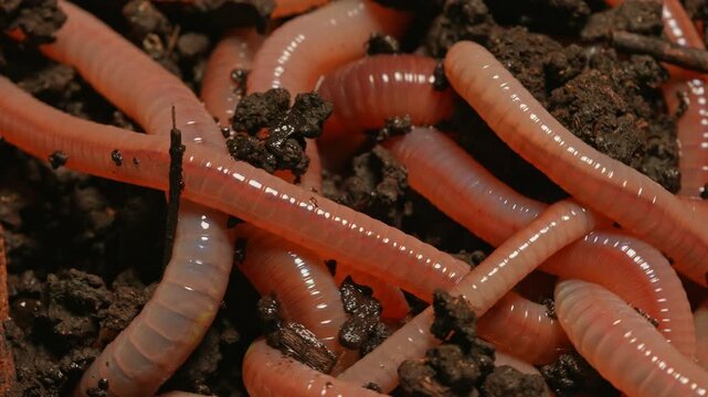 "Red Worms" Images – Browse 871 Stock Photos, Vectors, and Video ...