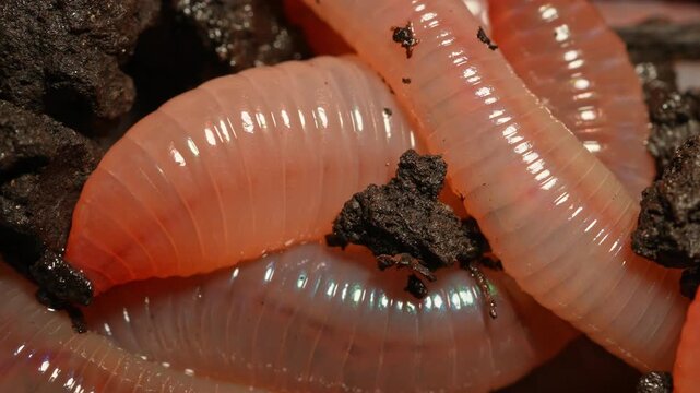 "Red Worms" Images – Browse 871 Stock Photos, Vectors, and Video ...