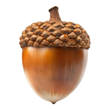 Acorn Images – Browse 368,788 Stock Photos, Vectors, and Video | Adobe ...