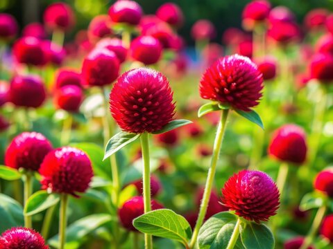 Makhmali Images – Browse 310 Stock Photos, Vectors, and Video | Adobe Stock