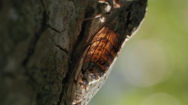 Cigale Images – Browse 1,054 Stock Photos, Vectors, and Video | Adobe Stock