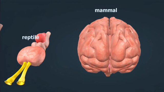 Reptile Brain Images – Browse 923 Stock Photos, Vectors, and Video ...