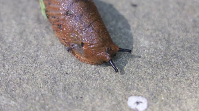 "Spanish Slug" Images – Browse 1,297 Stock Photos, Vectors, and Video ...
