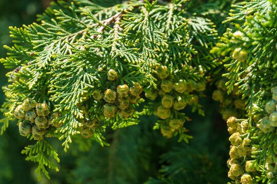 "Port Orford Cedar" Images – Browse 740 Stock Photos, Vectors, and ...