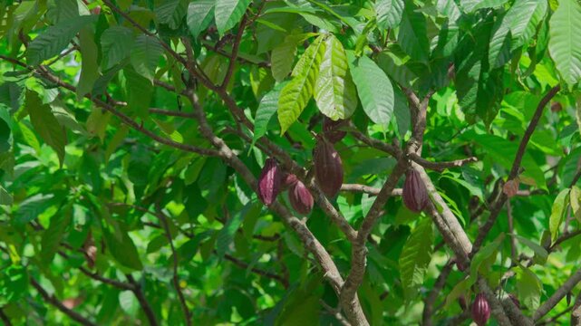Cocoa Tree Images – Browse 645,899 Stock Photos, Vectors, and Video ...