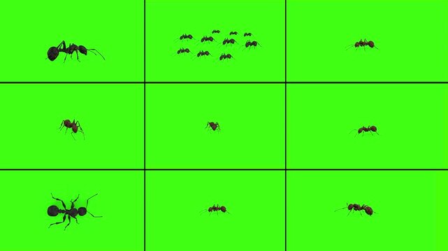 Frame, Ants Images – Browse 3,465 Stock Photos, Vectors, and Video | Adobe Stock