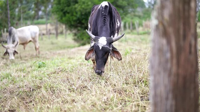 "Cow Grazing"-Bilder: Stock-Fotos & -Videos. | Adobe Stock