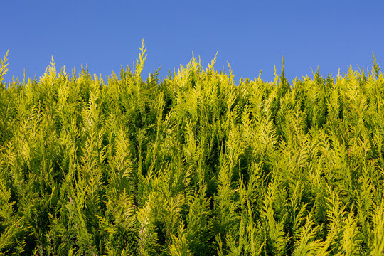 "Port Orford Cedar" Images – Browse 740 Stock Photos, Vectors, and ...