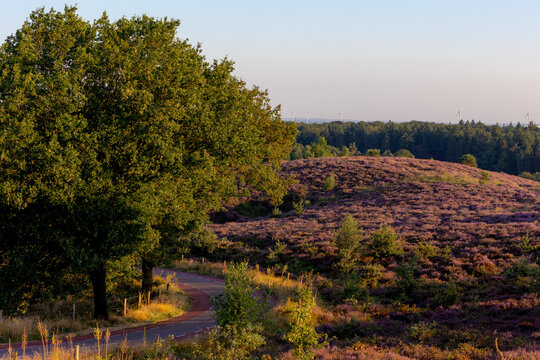 "Erica - Images et vidéos libres de droits | Adobe Stock
