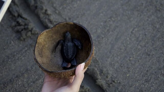 "Coconut Shell" Images – Browse 6,885 Stock Photos, Vectors, and Video ...