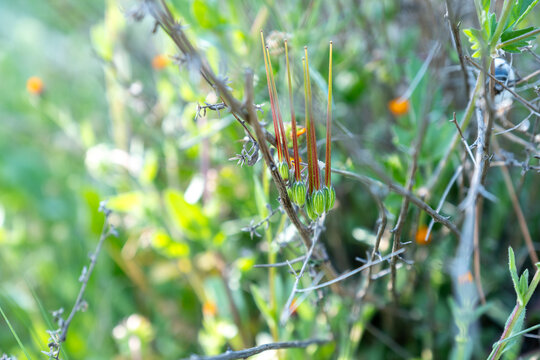 รูปภาพPinwing – เลือกดูภาพถ่ายสต็อก เวกเตอร์ และวิดีโอ309 | Adobe Stock