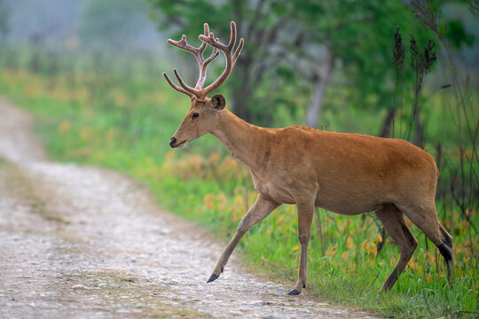 รูปภาพBarasingha – เลือกดูภาพถ่ายสต็อก เวกเตอร์ และวิดีโอ1,072 | Adobe ...