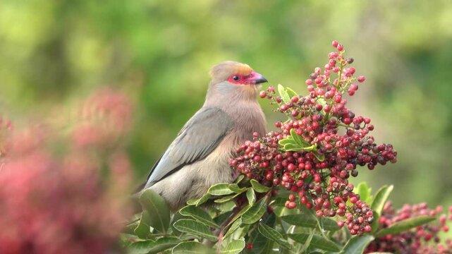 "Pepper Tree" Images – Browse 1,745 Stock Photos, Vectors, and Video ...