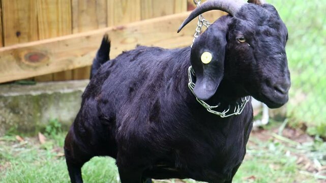 "Boer Goats"-Bilder: Stock-Fotos & -Videos. | Adobe Stock