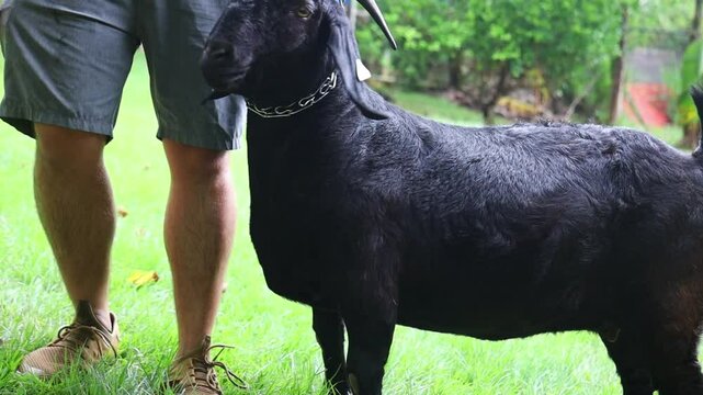 "Boer Goats"-Bilder: Stock-Fotos & -Videos. | Adobe Stock