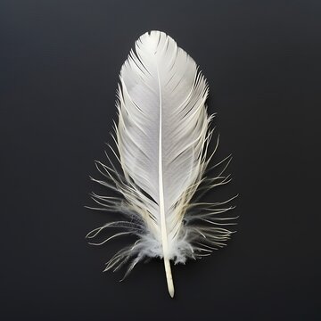 "Fluffy Feather" Images – Browse 227 Stock Photos, Vectors, and Video ...