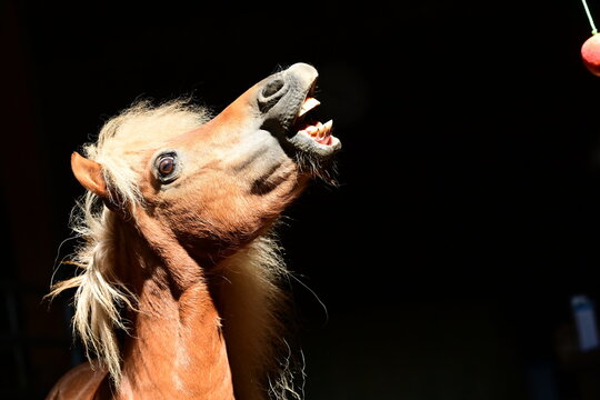 รูปภาพSnappish – เลือกดูภาพถ่ายสต็อก เวกเตอร์ และวิดีโอ1,337 | Adobe Stock