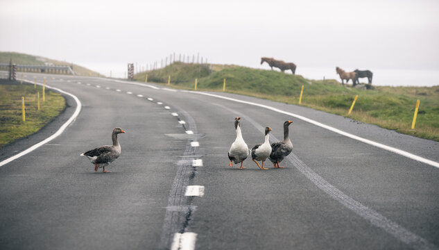 "Duck Crossing" Images – Browse 383 Stock Photos, Vectors, and Video ...